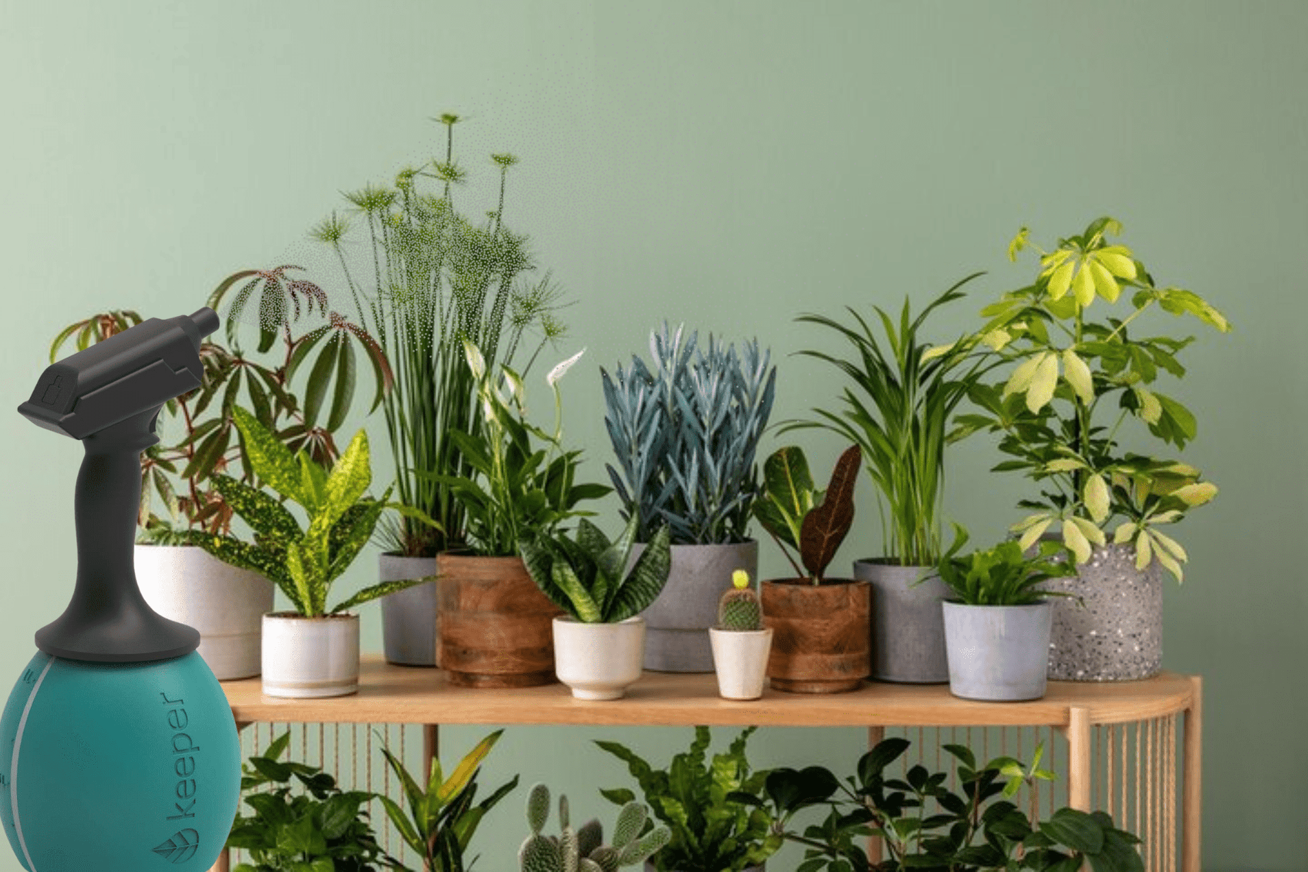Green Thumb Guide: keeping indoor plants alive and thriving! — Parkland ...
